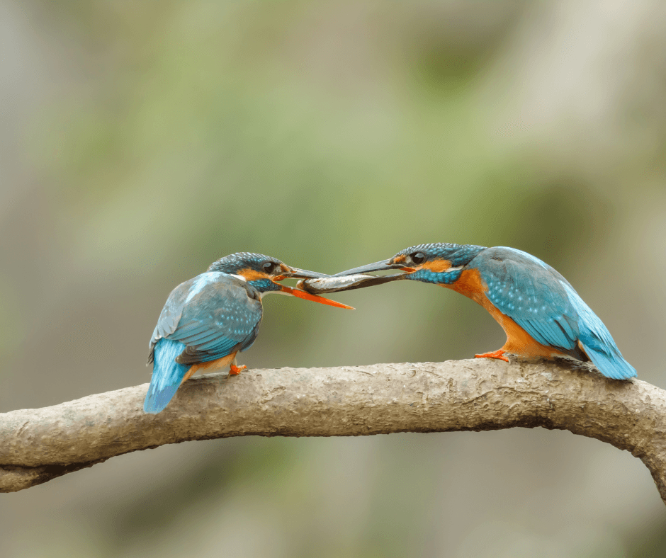 A Day in the Life of Seth, the Kingfisher | Animal Perspective